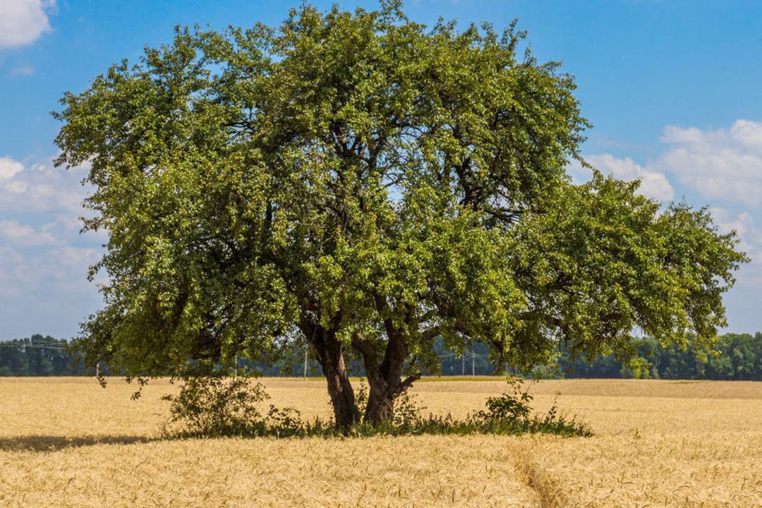 Orme - OC 6-4 – Mon plateau de bois