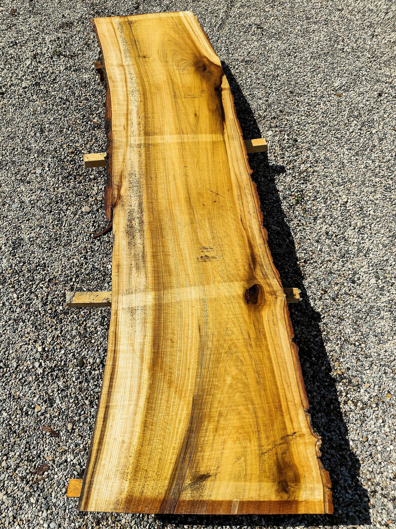 Tulipier de Virginie - TV 1-2 – Mon plateau de bois